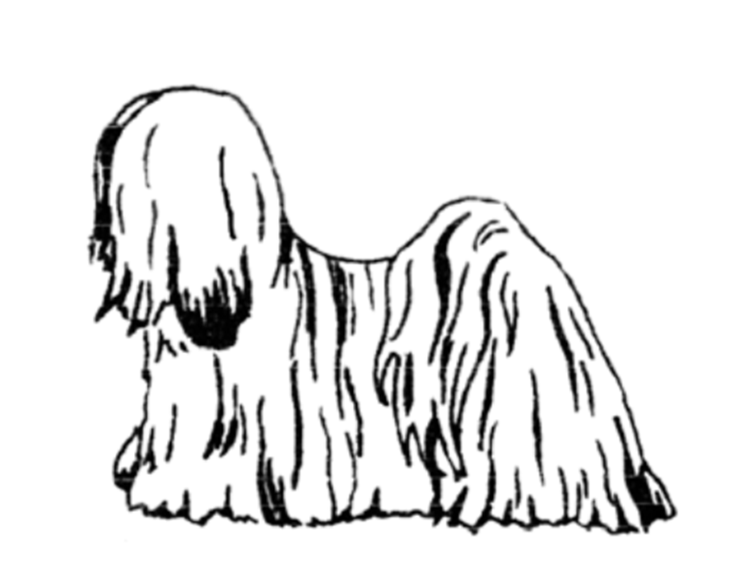 MIDLAND LHASA APSO ASSOCIATION - Open | Higham Press